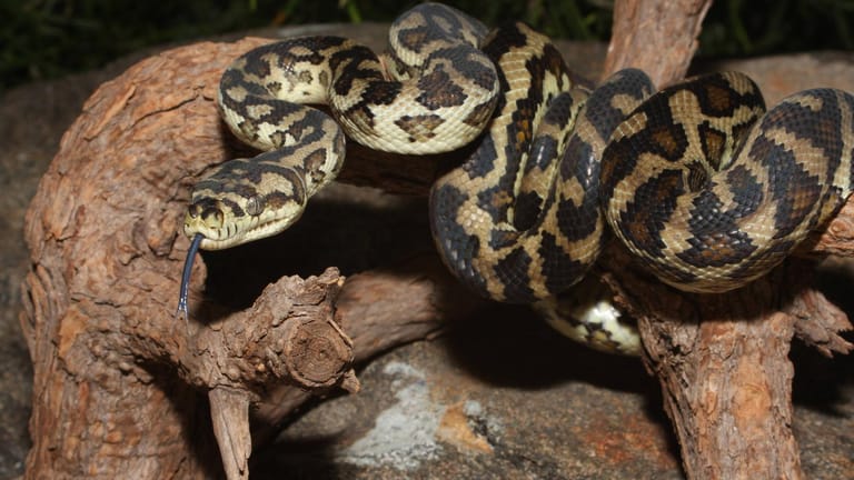 Schlange im Kreis Pinneberg ausgebüchst – Suchaktion bisher erfolglos