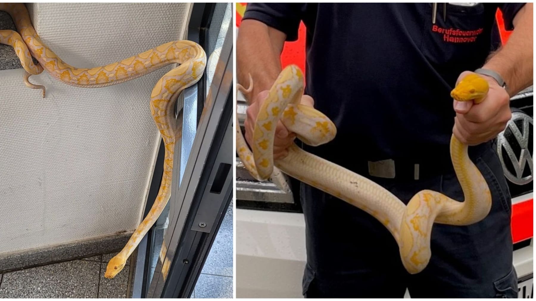 Hannover: Python büxt zweimal binnen zwei Wochen aus