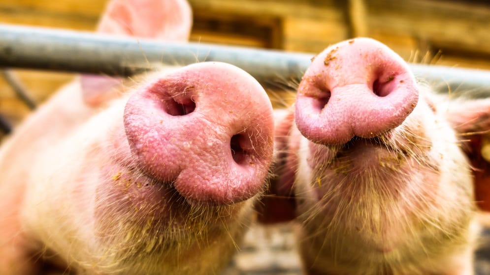 Wieso sagt man "Ich glaub', mein Schwein pfeift"?