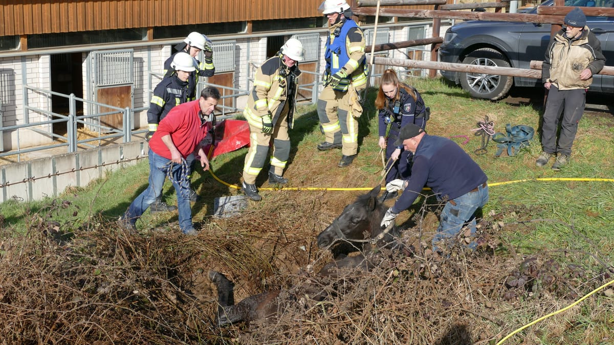 Lohmar: Feuerwehr rettet Pferd aus Wassergraben