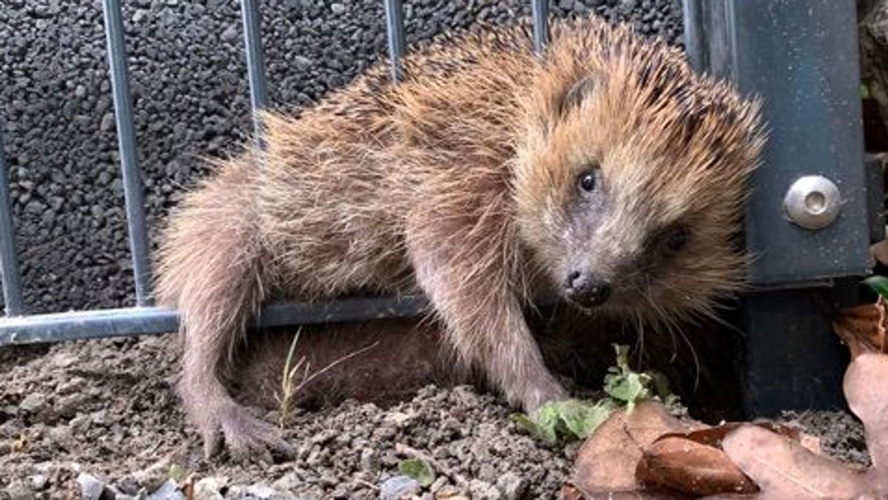 Celle: Feuerwehr rettet kleinen Igel aus Zaun-Gefängnis