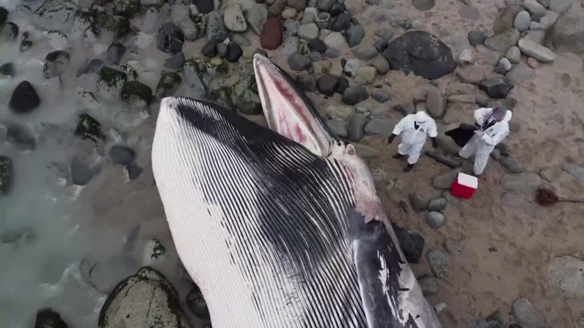 Details verwundern: Gestrandeter Wal gibt Rätsel auf