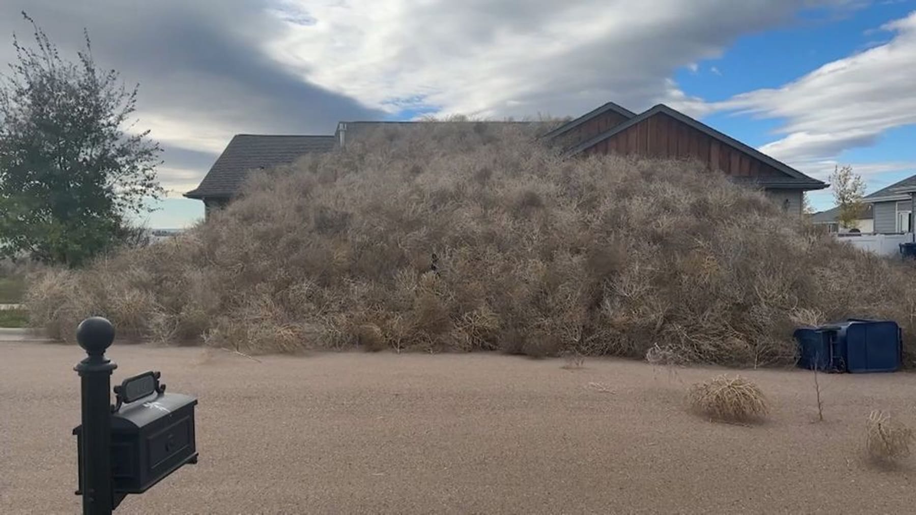 Steppenläufer-Invasion in Montana: Meterhohe Pflanzen überrollen Viertel
