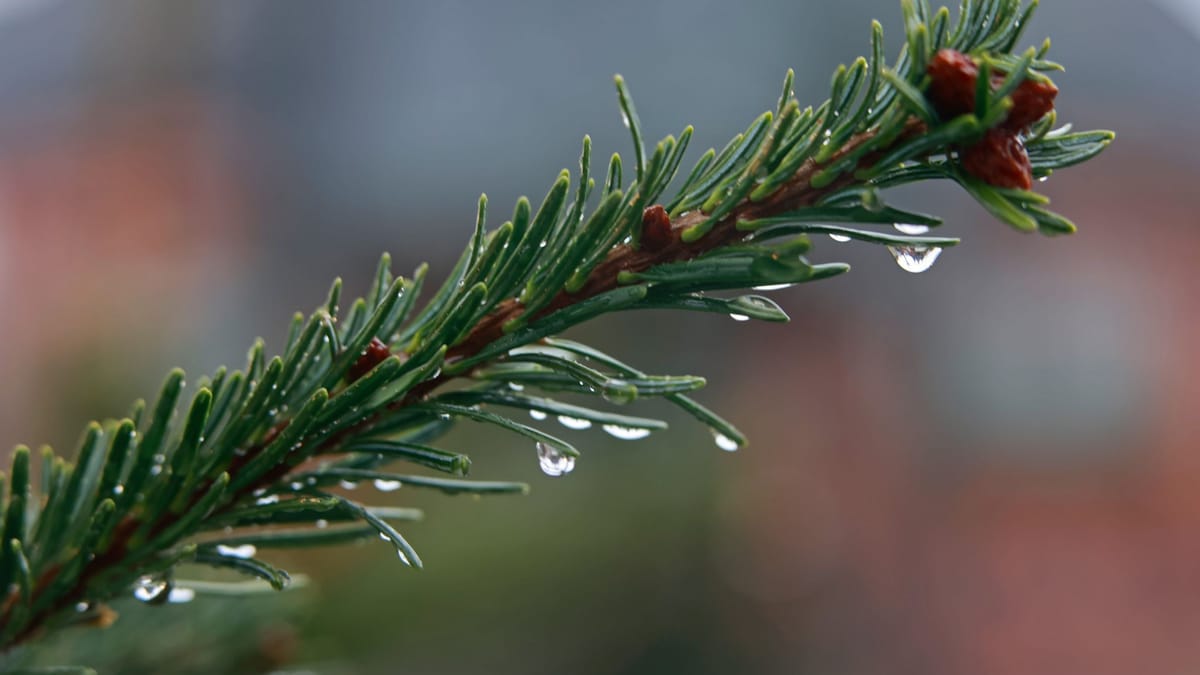 Wetter in Frankfurt und Hessen: Kälte und Sonne lösen Regen ab – Dauerfrost