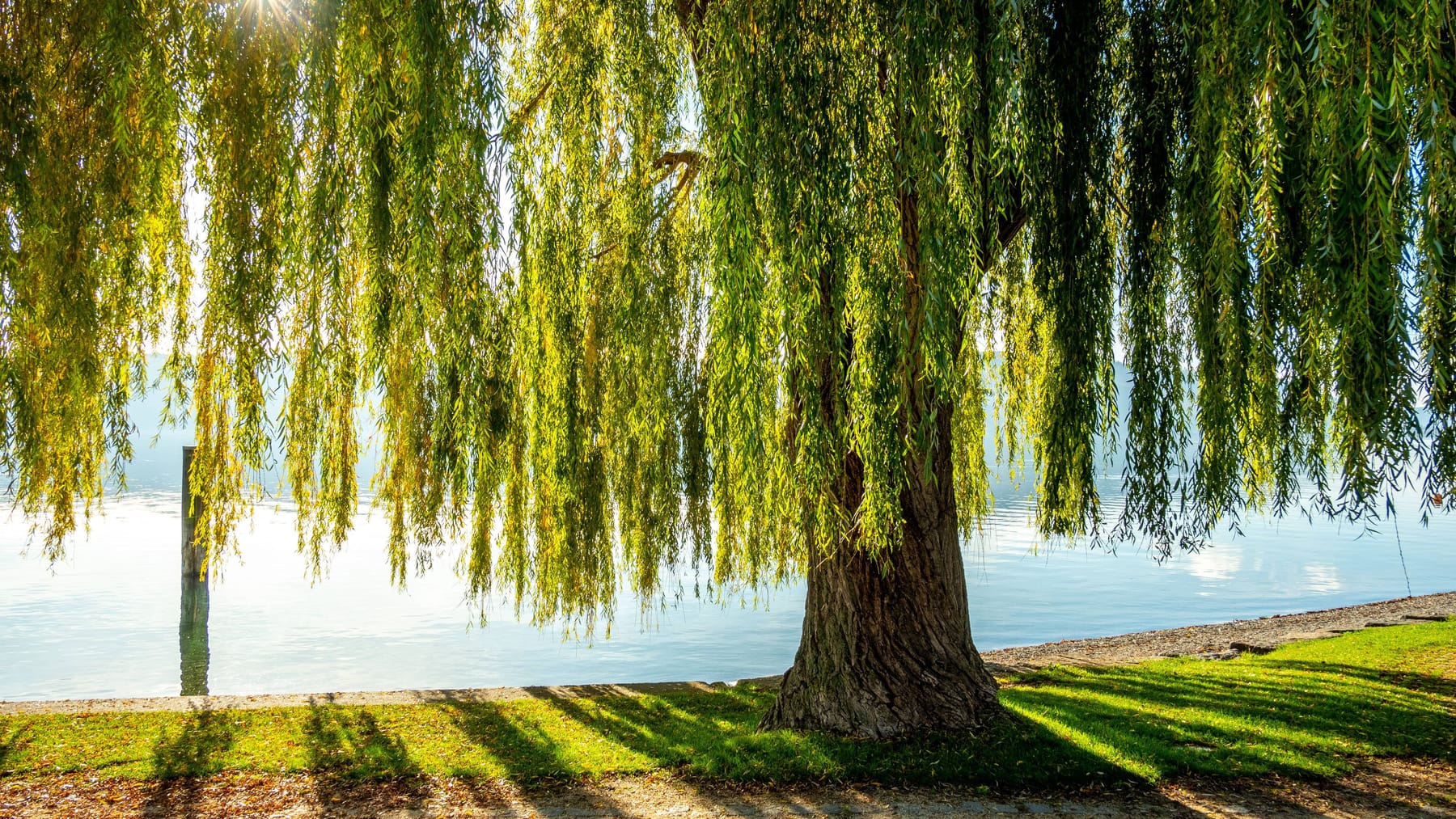 Trauerweide schneiden: Richtiger Zeitpunkt und Vorgehen