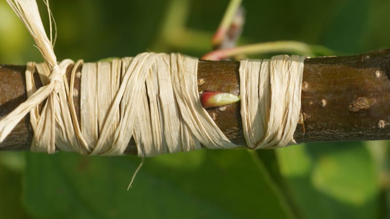 Apfelbaum veredeln: So geht's Schritt für Schritt