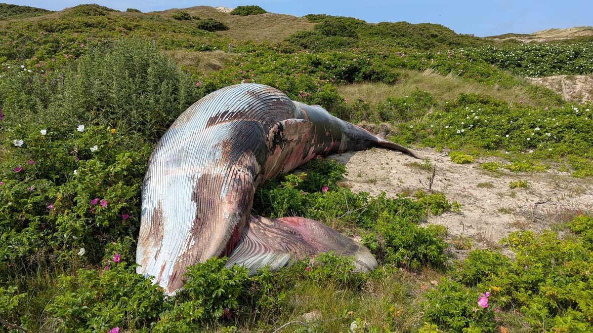 Toter Wal auf Sylt gestrandet: Tierärzte der MHH Hannover untersuchen Tier